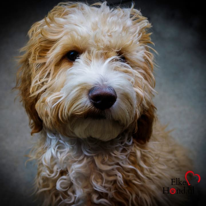 Alles over de Cockapoo: Slim, Liefdevol en Speels